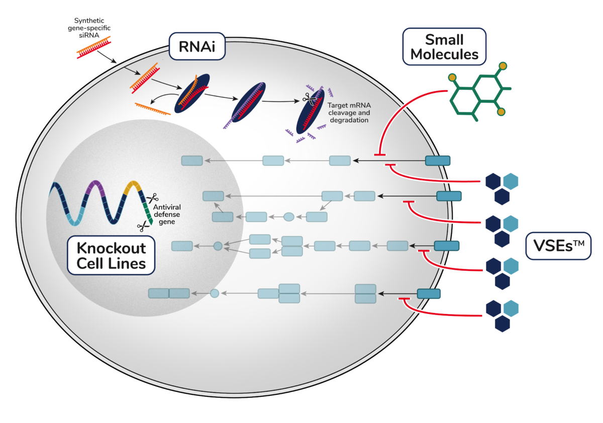 The Impact of Antiviral Defenses in Viral Vector Production – Virica ...